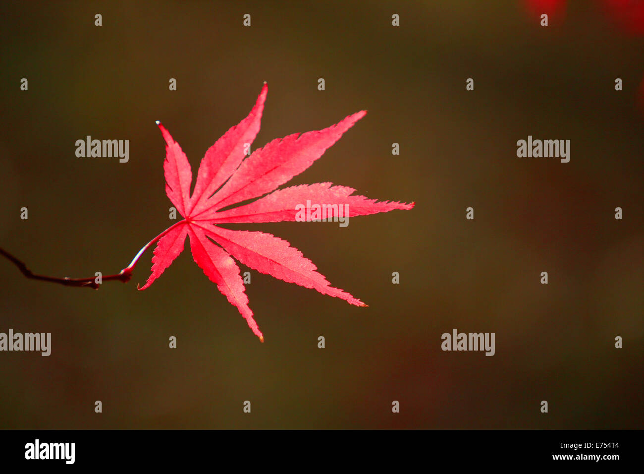 Autumn leaves in Japan Stock Photo - Alamy