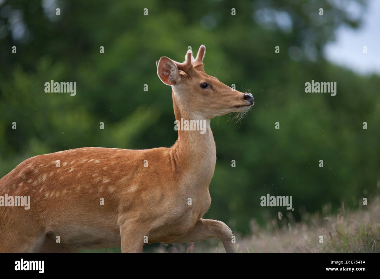 Basia hi-res stock photography and images - Alamy