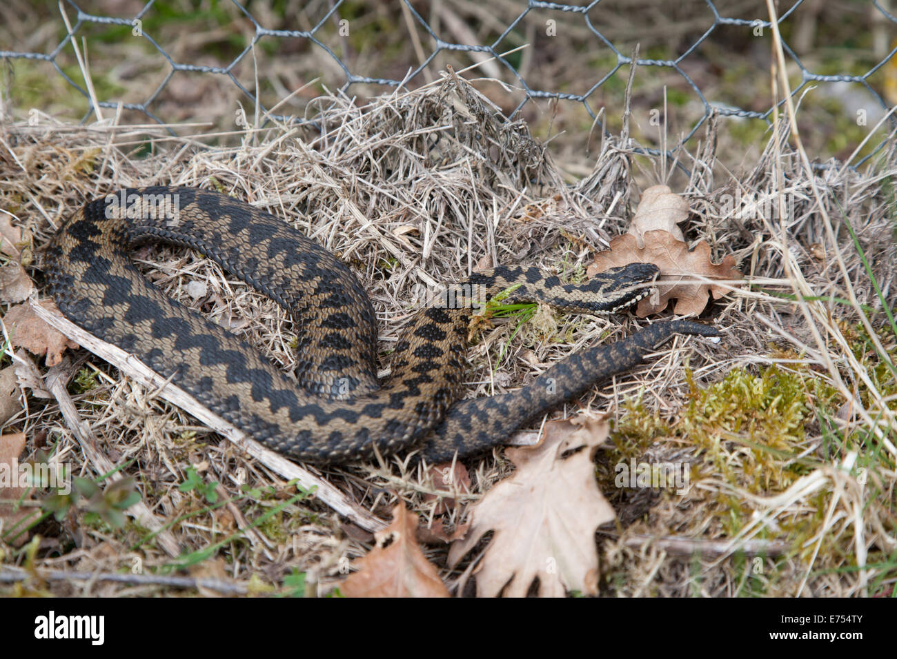 Female adder in Kent. UK Stock Photo - Alamy