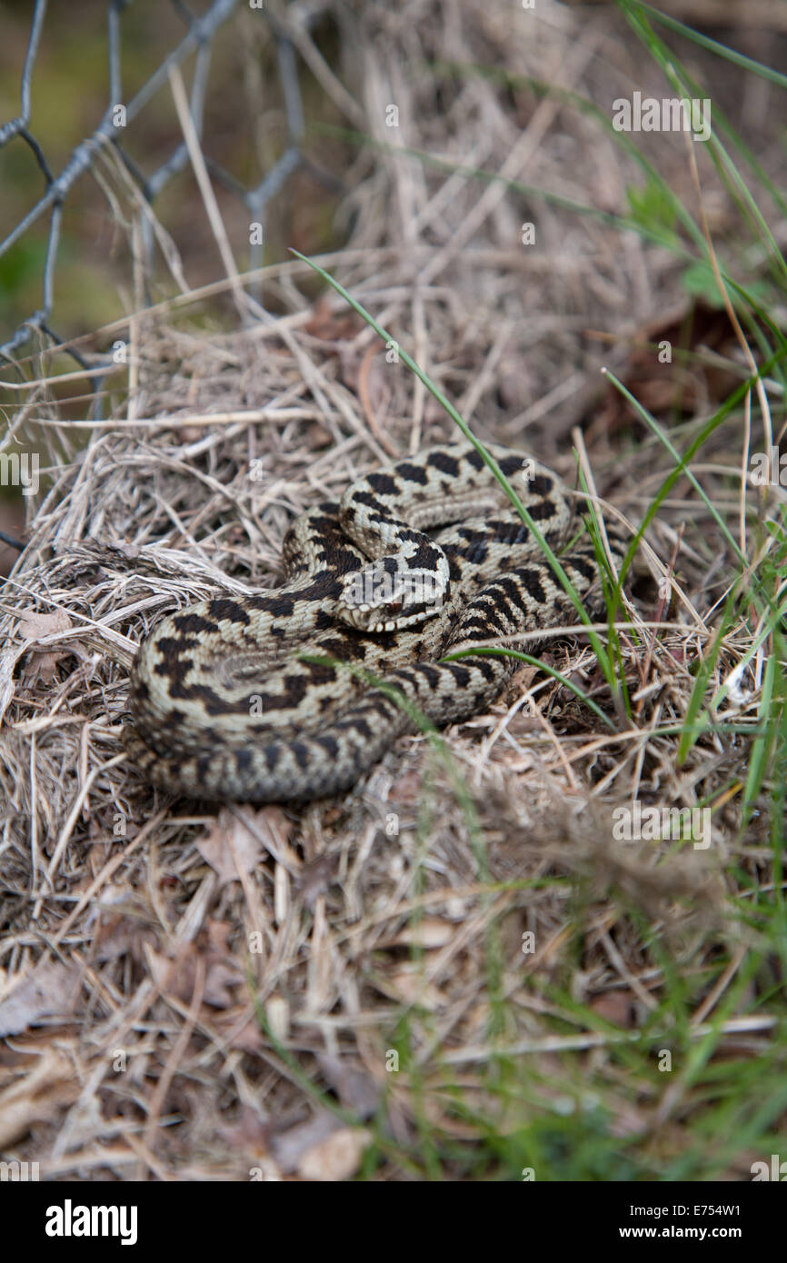 Female adder hi-res stock photography and images - Alamy