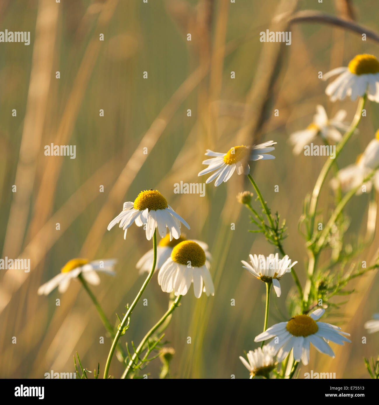 Mayweed plants hi-res stock photography and images - Alamy