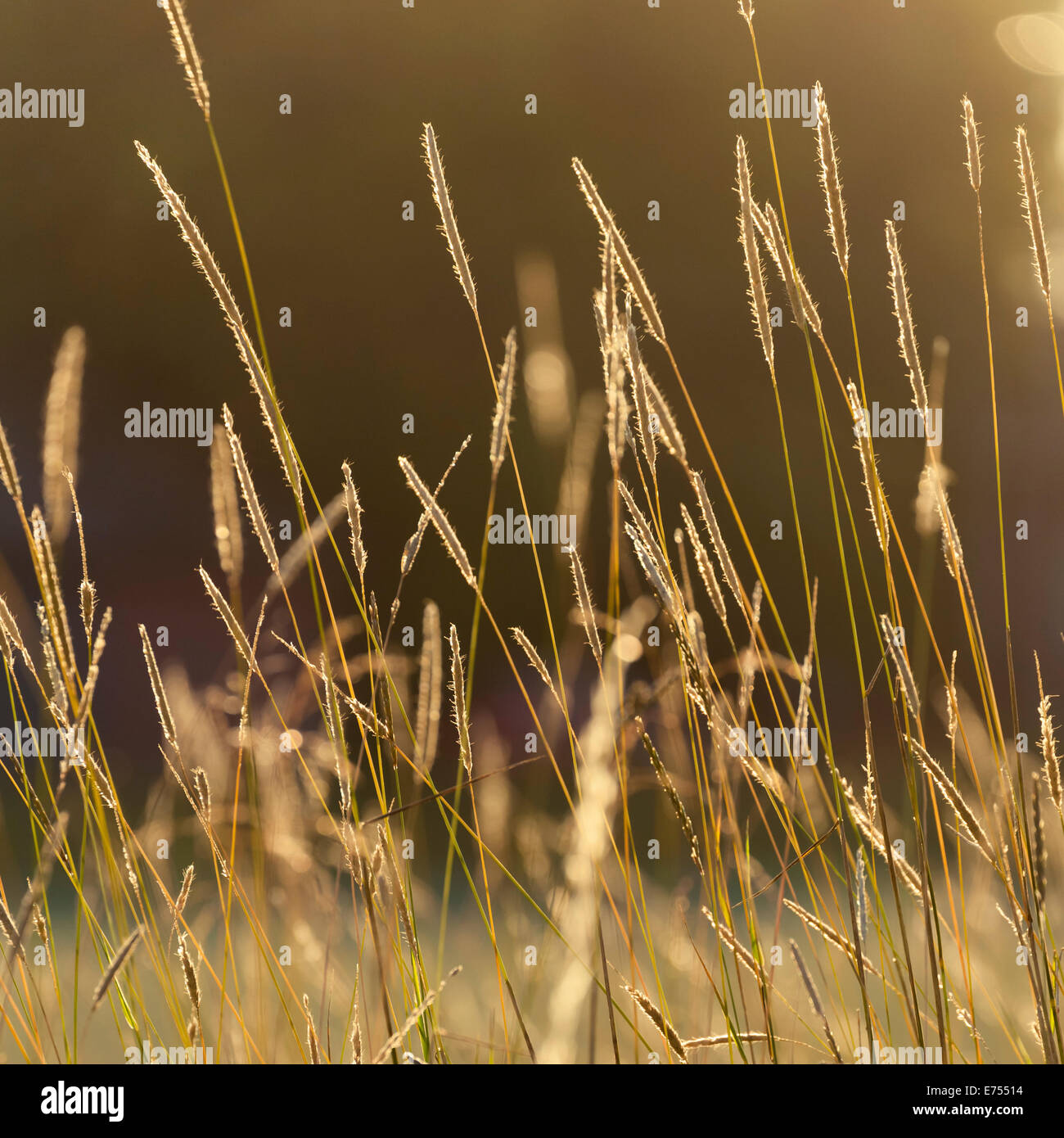 Summer hay hi-res stock photography and images - Alamy