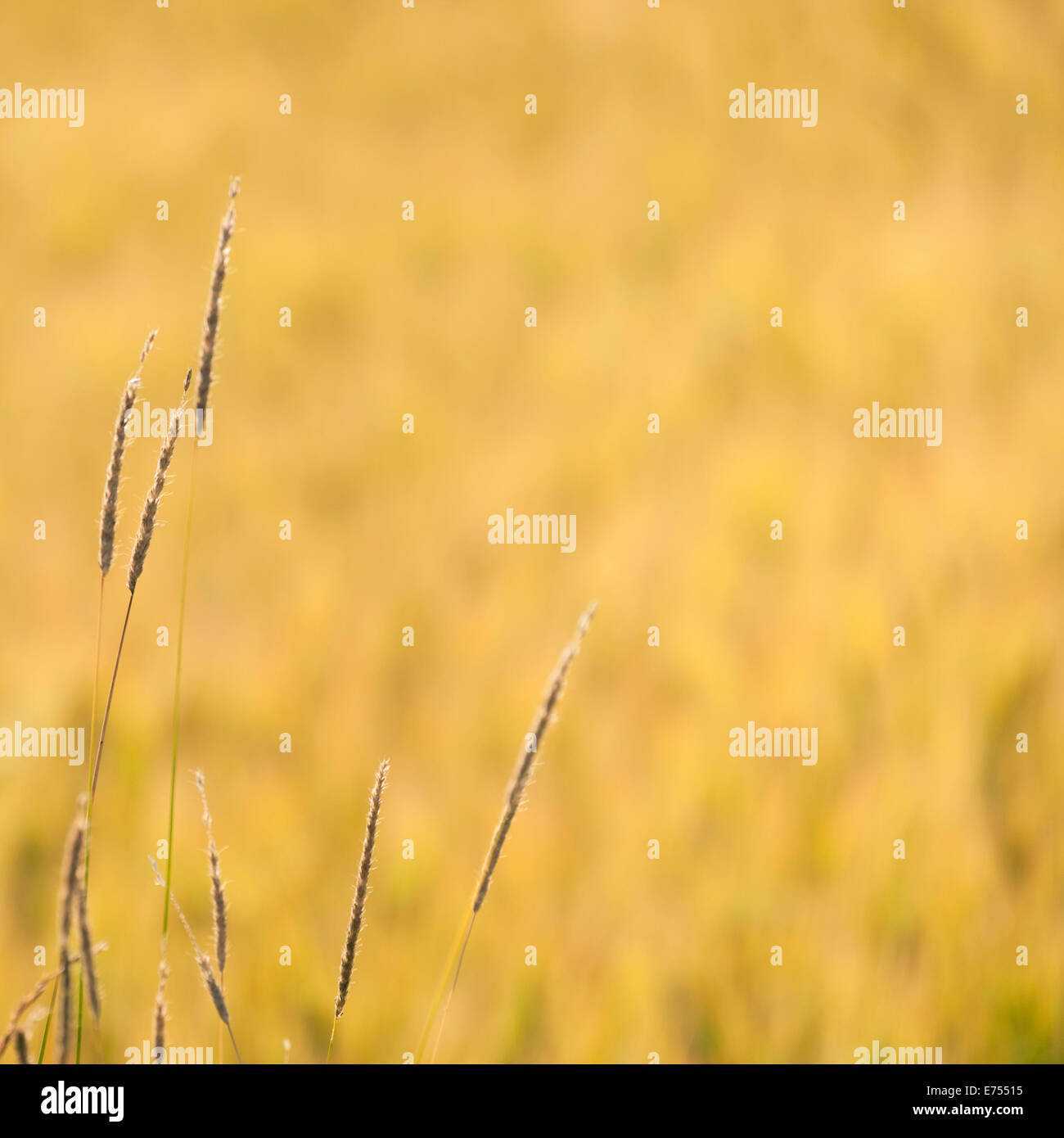 Summer hay hi-res stock photography and images - Alamy