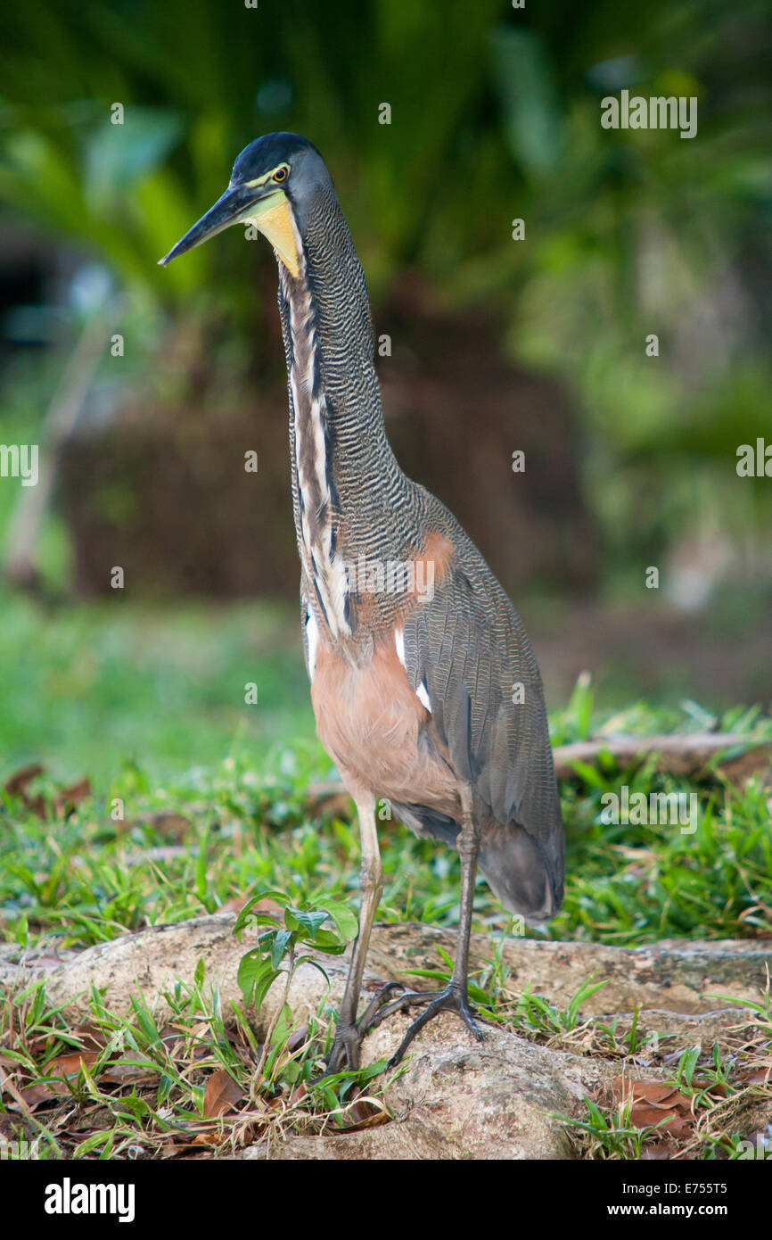 Costa Rica tiger heron Stock Photo - Alamy