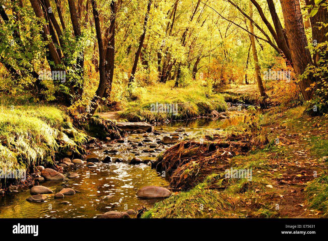 Gentle forest hi-res stock photography and images - Alamy