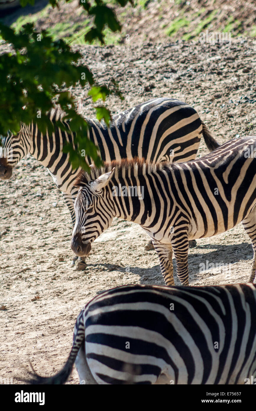 Equus quagga, common zebra - vertical shot Stock Photo - Alamy