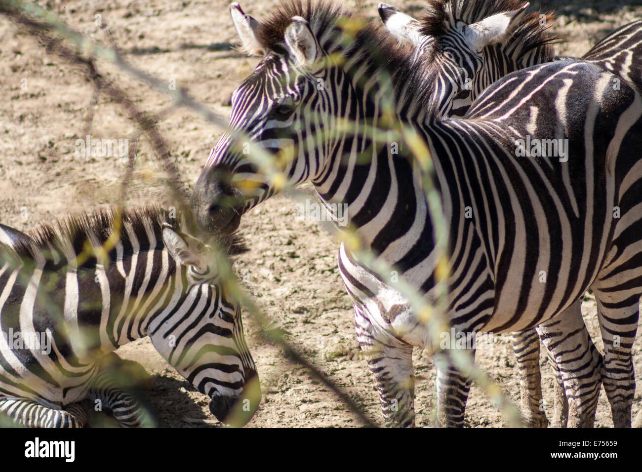 Zebra Head Shot High Resolution Stock Photography and Images - Alamy
