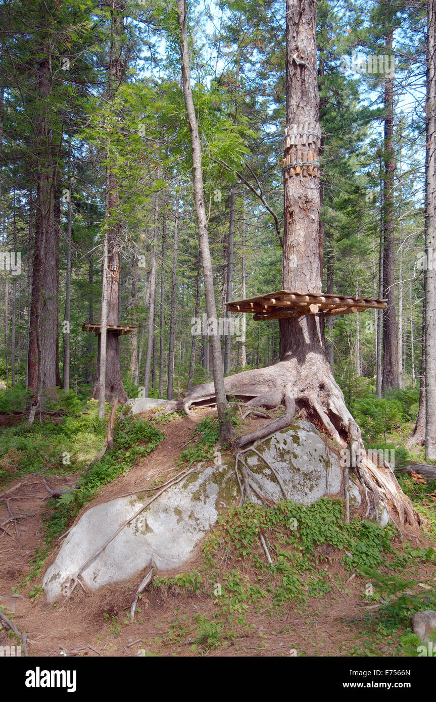 The tree grows on a large stone, Siberia, Russian Federation Stock ...