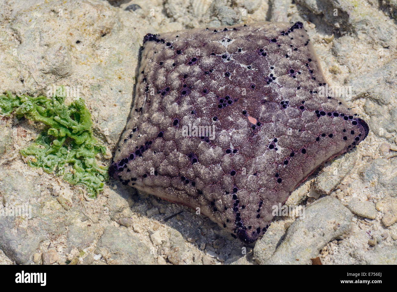 a nice view of seashell in Zanzibar island,Tanzania Stock Photo - Alamy
