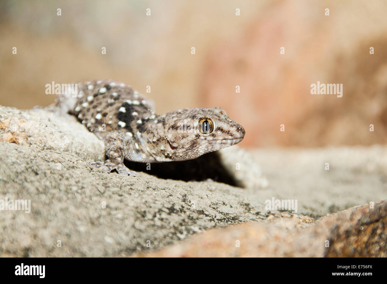 A bibron gecko in South Africa Stock Photo - Alamy
