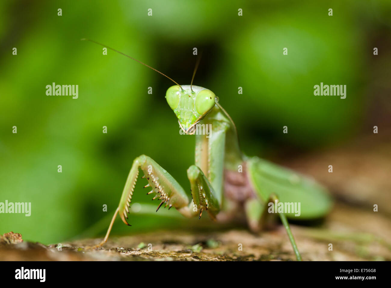 An Asian Praying Mantis Stock Photo - Alamy
