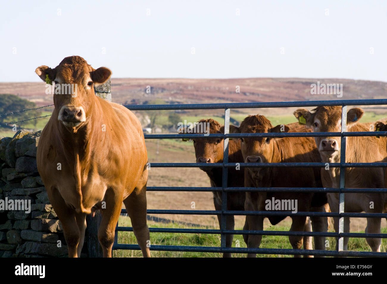 cows at a gate Stock Photo - Alamy