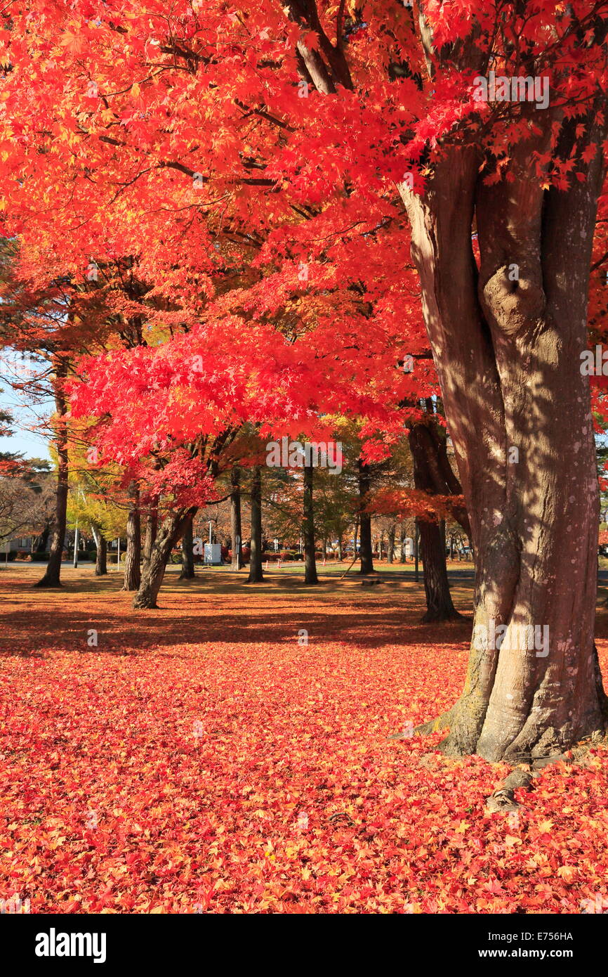 Autumn leaves in Japan Stock Photo - Alamy