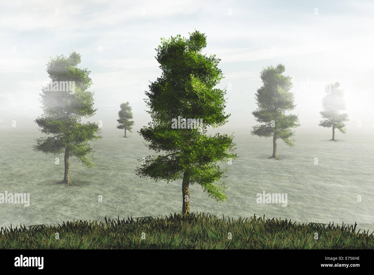 Forest in foggy and cloudy weather Stock Photo - Alamy