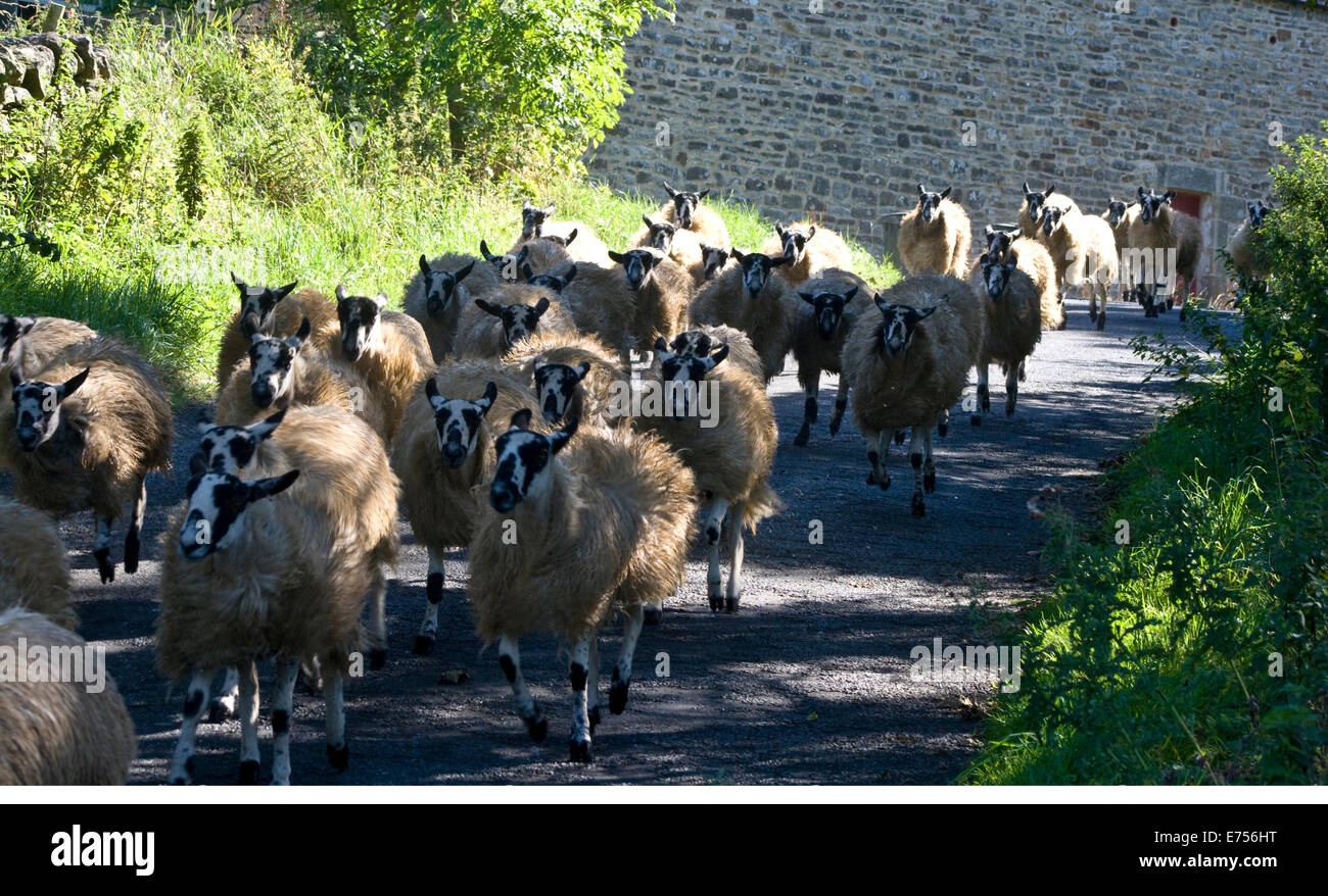 Mule running hi-res stock photography and images - Alamy