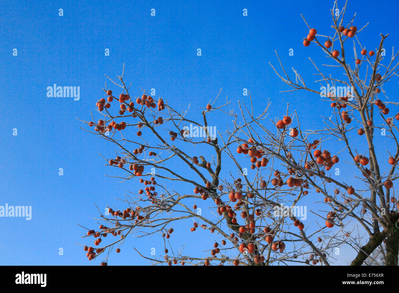 Persimmon and blue sky Stock Photo - Alamy