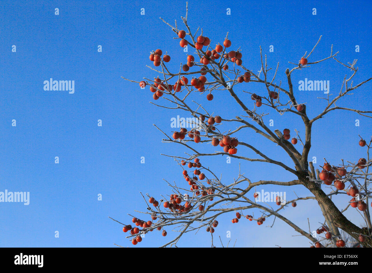 Persimmon and blue sky Stock Photo - Alamy