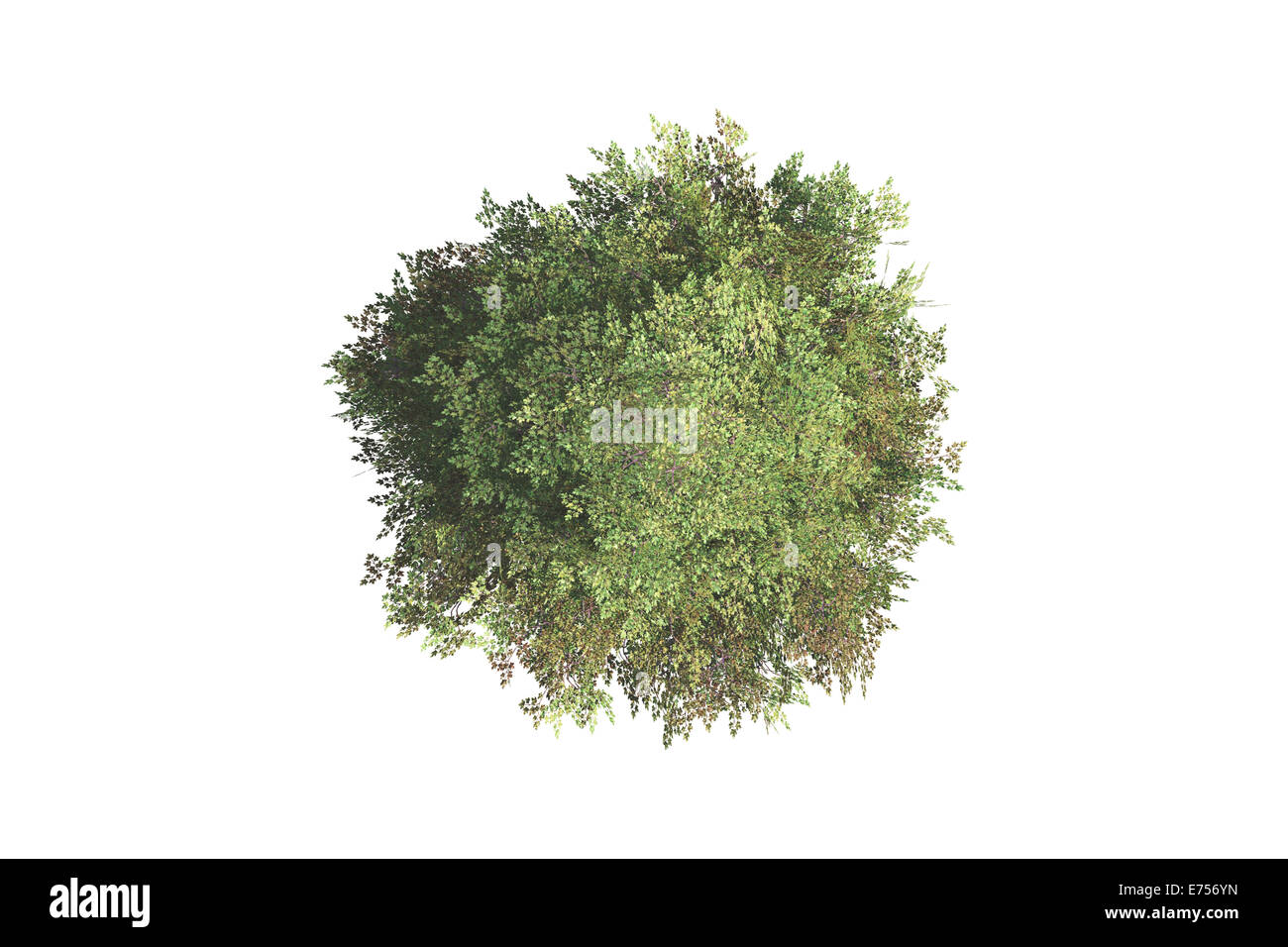 Top view of green natural tree for your landscape designs, isolated on ...