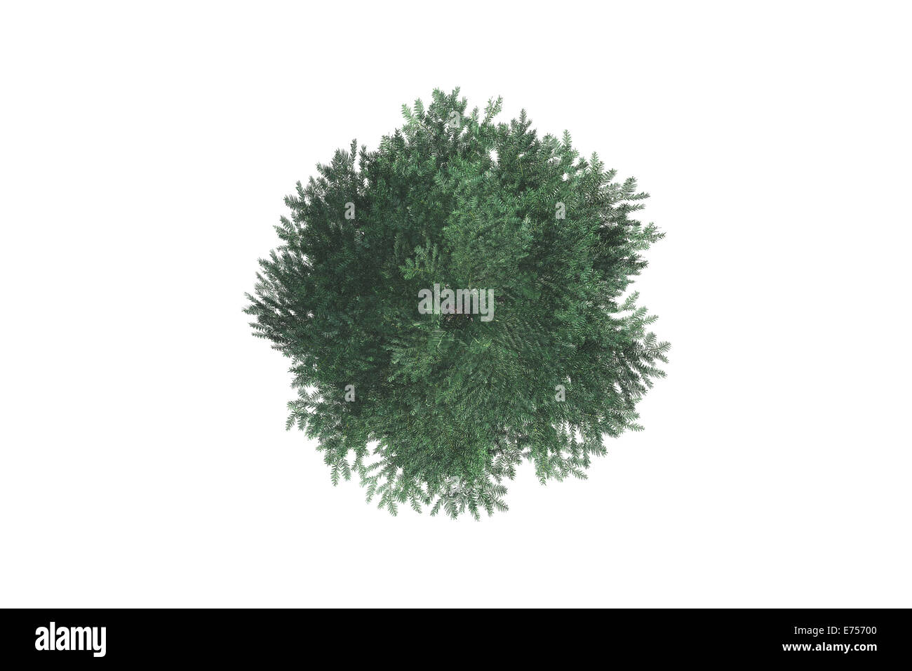 Top view of green natural tree for your landscape designs, isolated on ...
