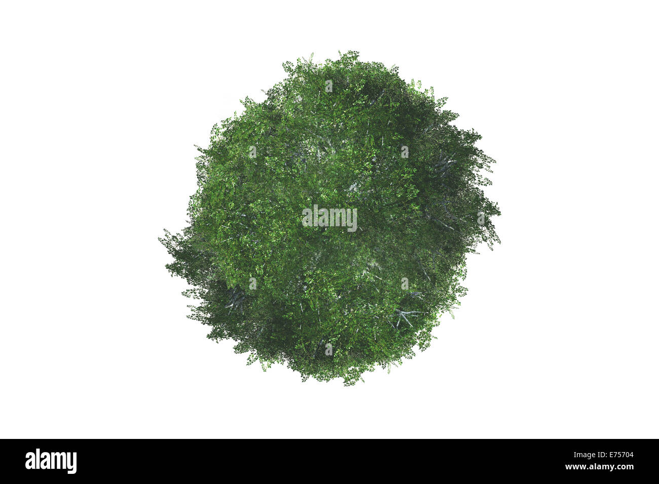 Top view of green natural tree for your landscape designs, isolated on ...