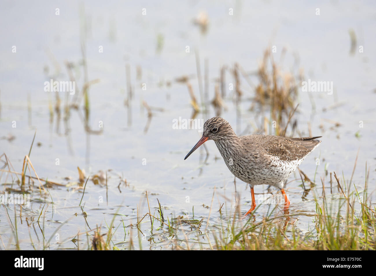 Waders estuary uk hi-res stock photography and images - Alamy