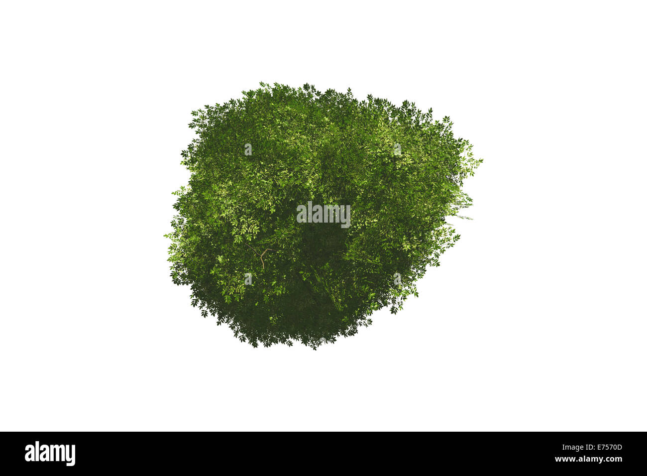Top view of green natural tree for your landscape designs, isolated on ...