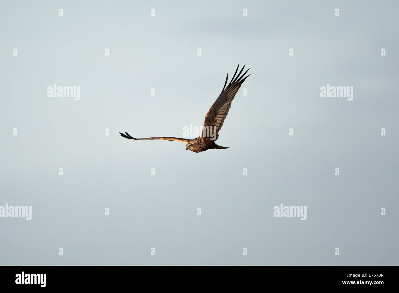 A flying marsh harrier Stock Photo - Alamy