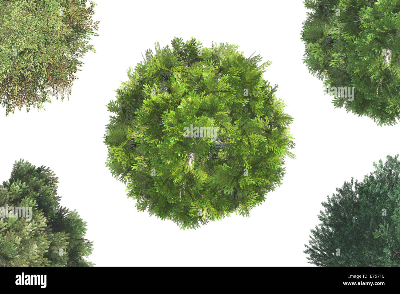 Top view of green natural trees, isolated on white background Stock ...