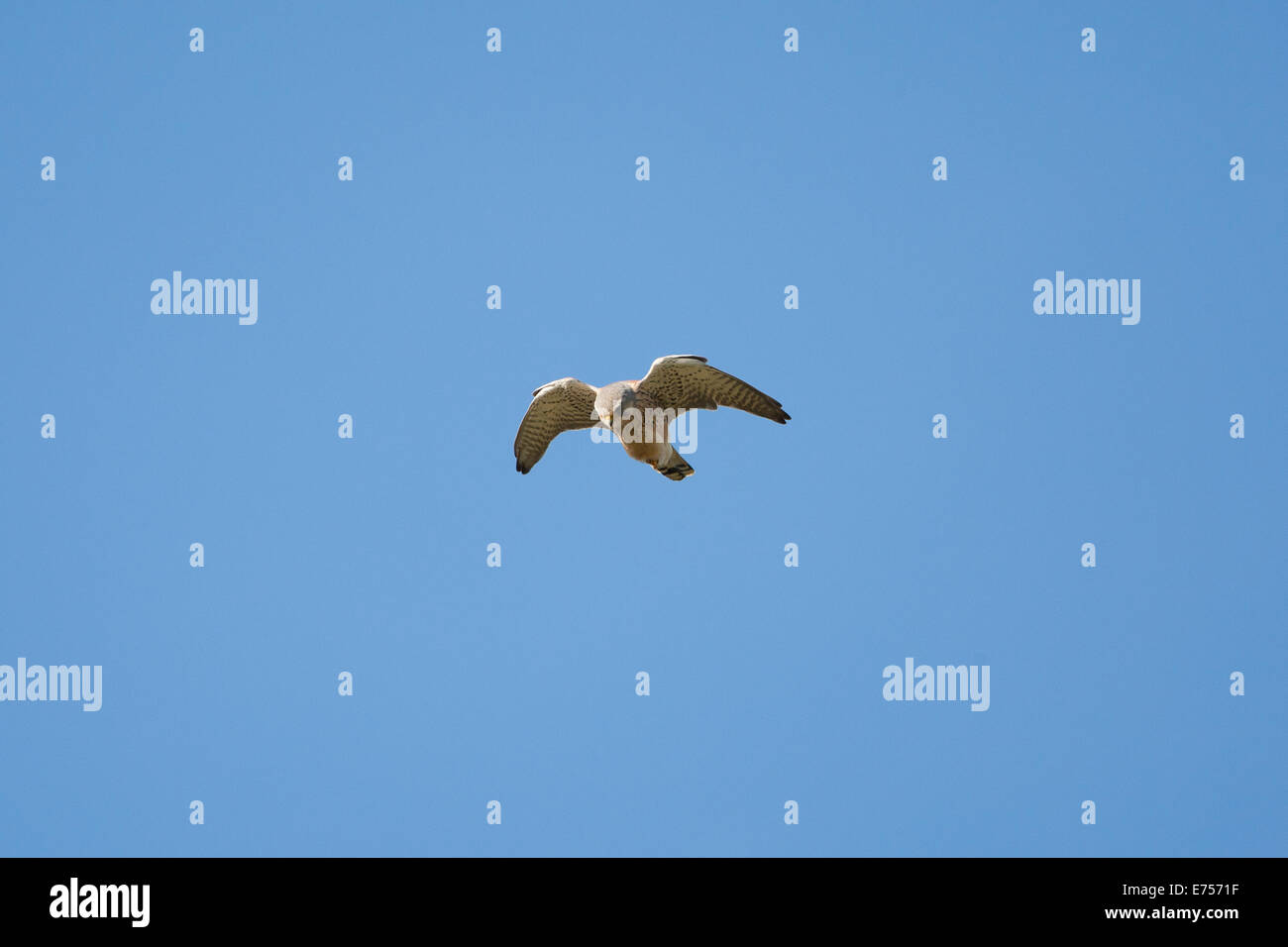 Hovering falcon hi-res stock photography and images - Alamy