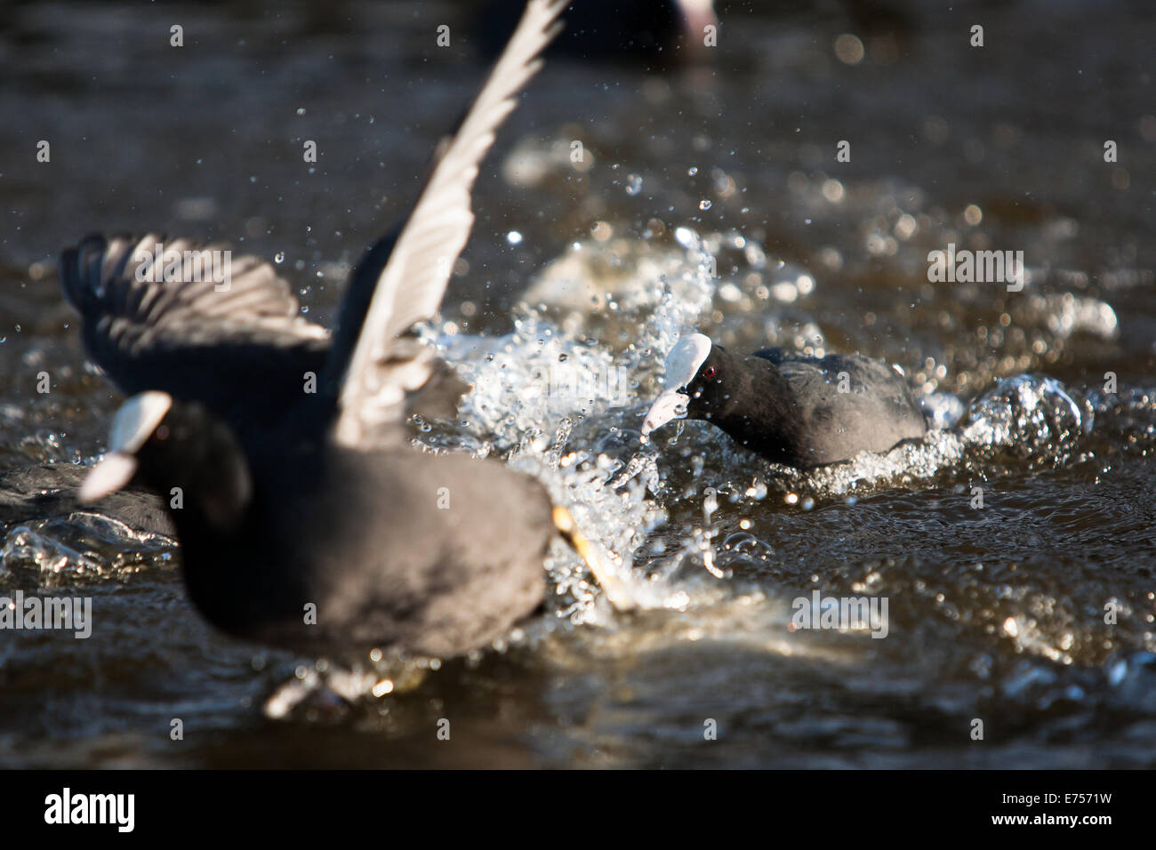 Fighting coots hi-res stock photography and images - Alamy