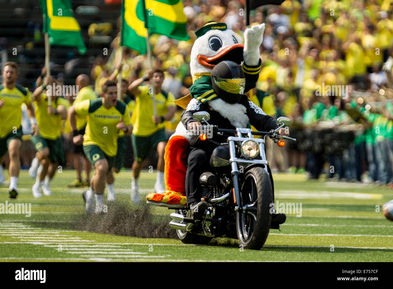 University of oregon duck hi-res stock photography and images - Alamy