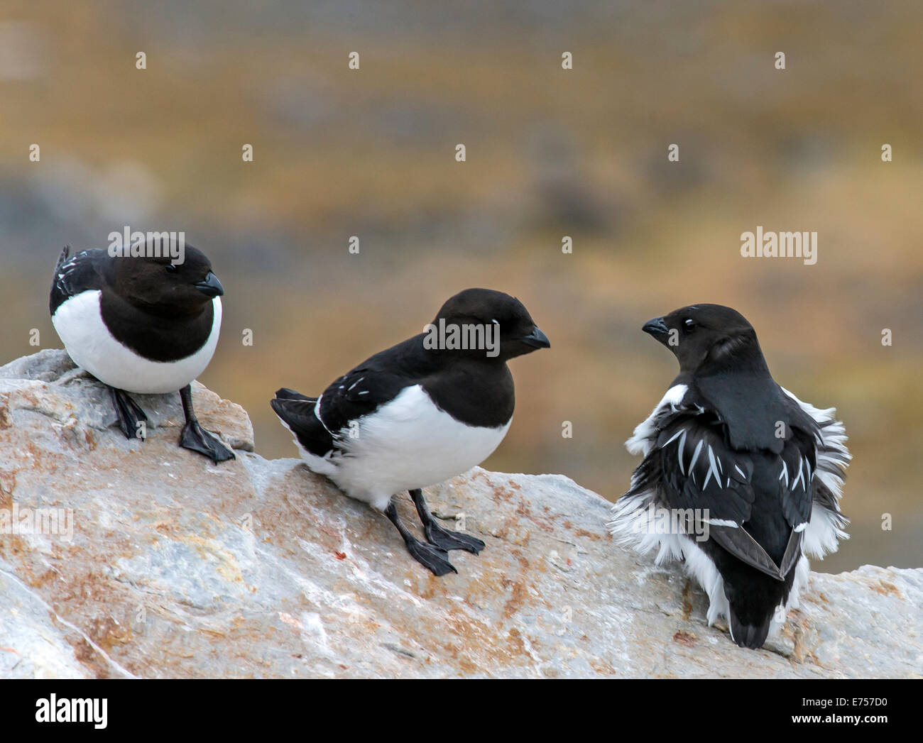 Little Auks (Alle alle) Camp Millar Svalbard Norway Scandinavia Arctic ...