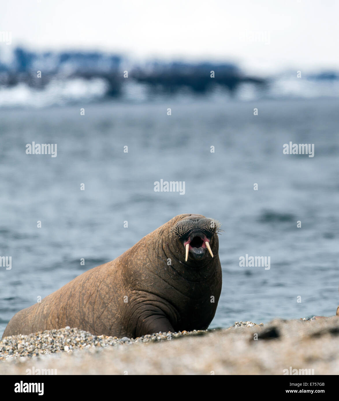 Atlantic walrus (Odobenus rosmarus) Torellneset Svalbard Norway Arctic ...