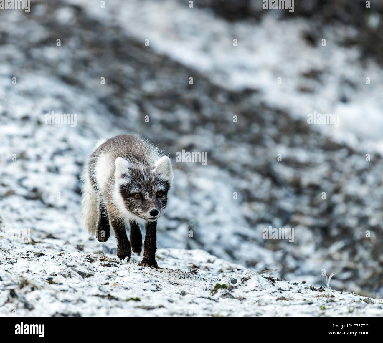 Norway arctic fox hi-res stock photography and images - Alamy