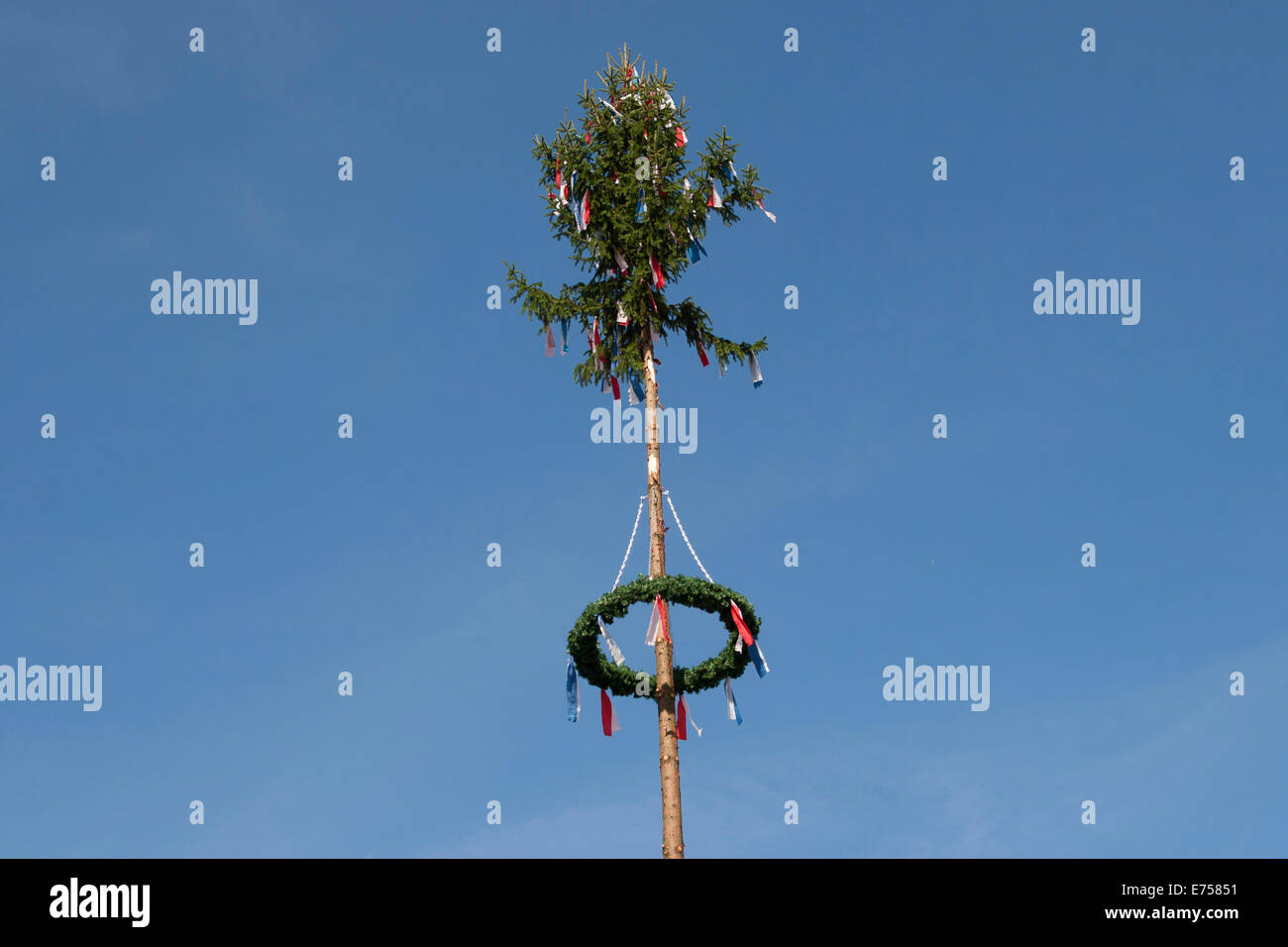 Maibaum tree hi-res stock photography and images - Alamy