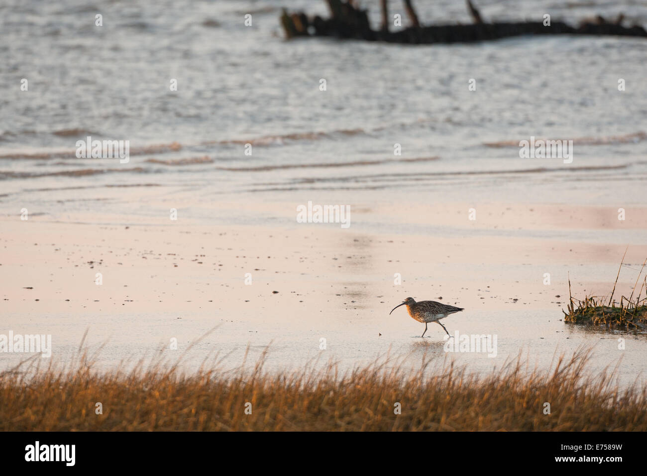 Conservation of coastal birds hi-res stock photography and images - Alamy