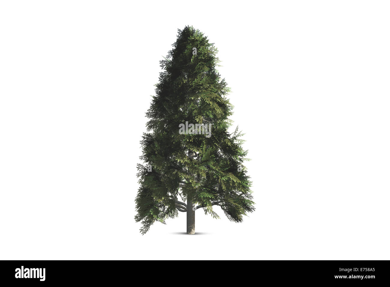 Single tree, isolated on white background Stock Photo - Alamy