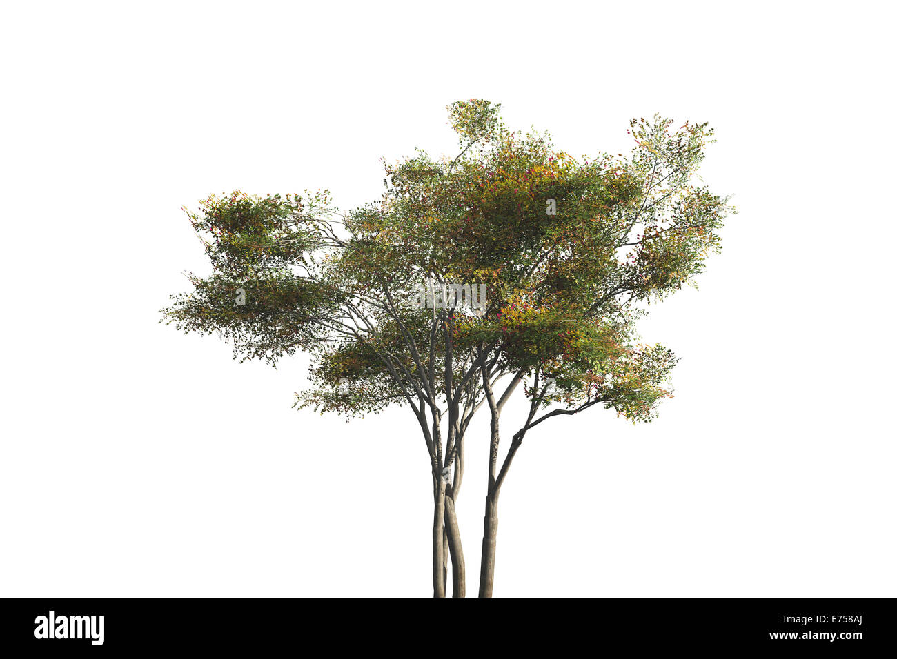 Single tree, isolated on white background Stock Photo - Alamy