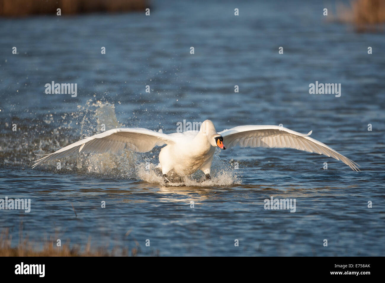 Fly swan hi-res stock photography and images - Alamy