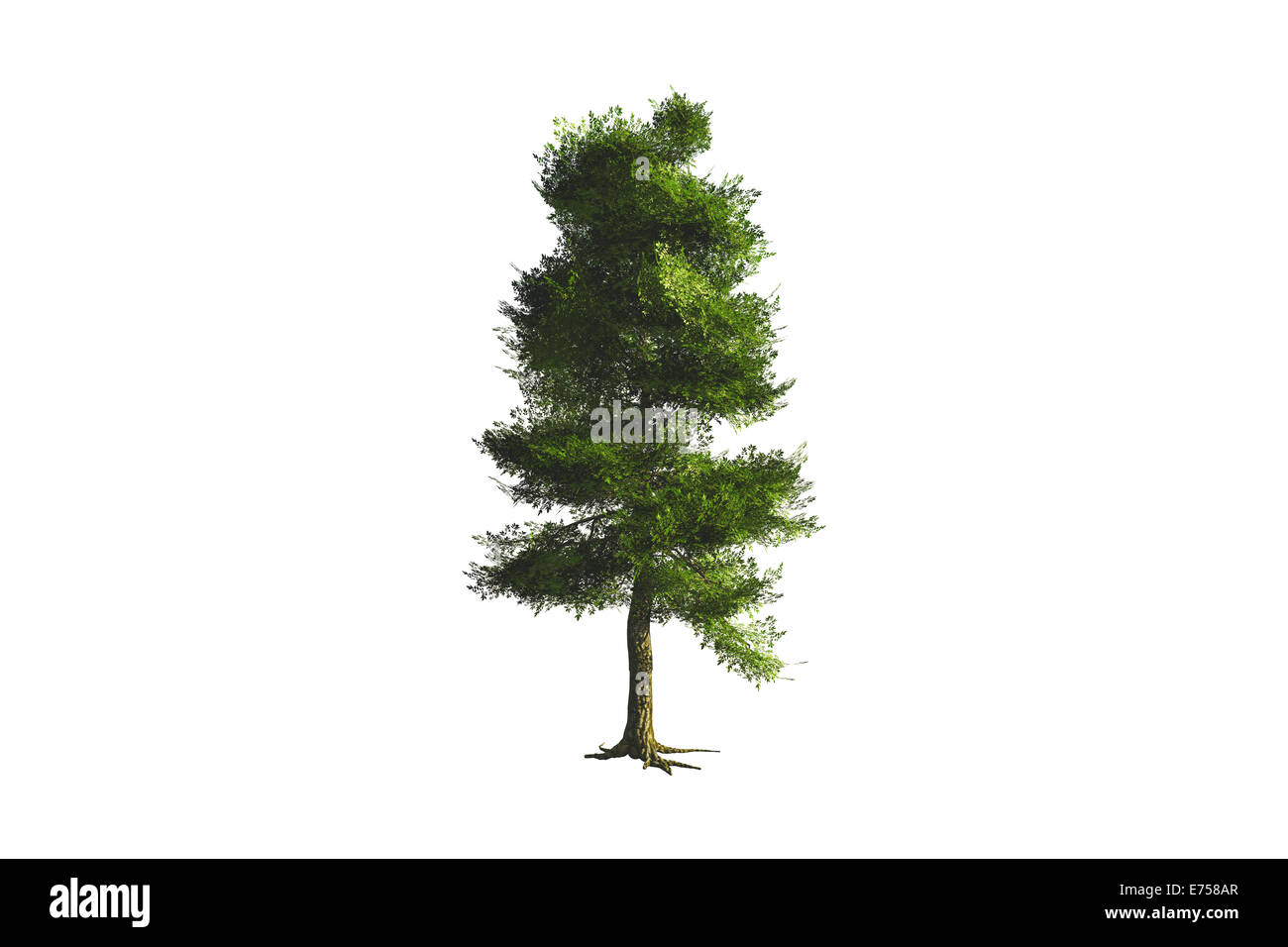 Single tree, isolated on white background Stock Photo - Alamy
