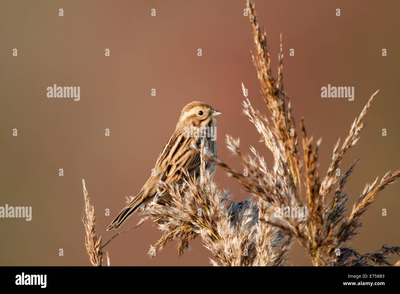 A female reed bunting Stock Photo - Alamy