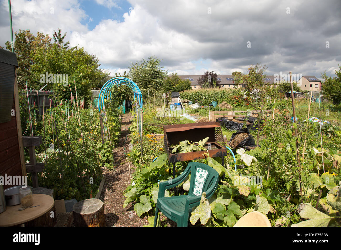 Allotment in South London Stock Photo - Alamy