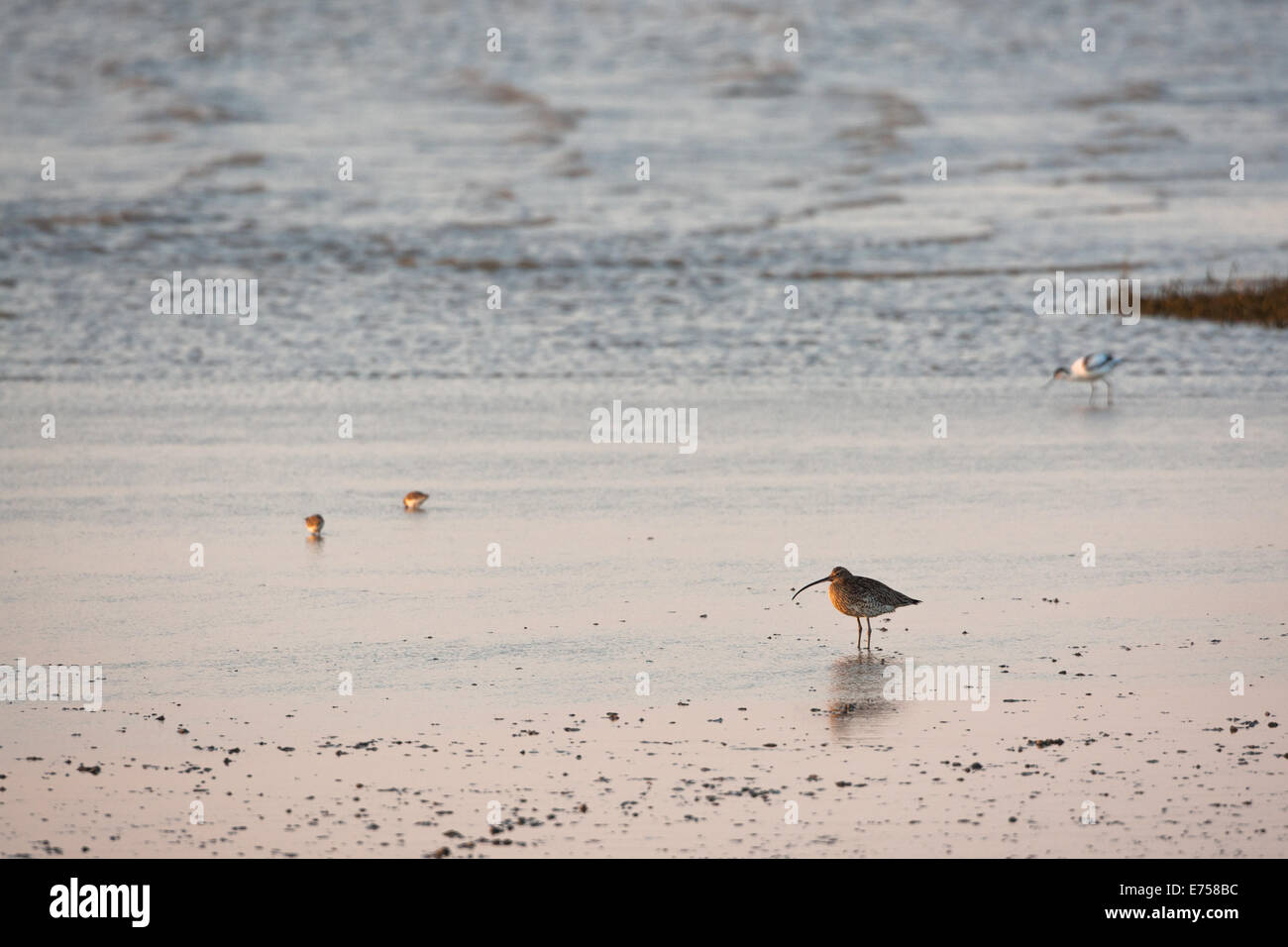 Coastal birds feeding on the beach Stock Photo - Alamy