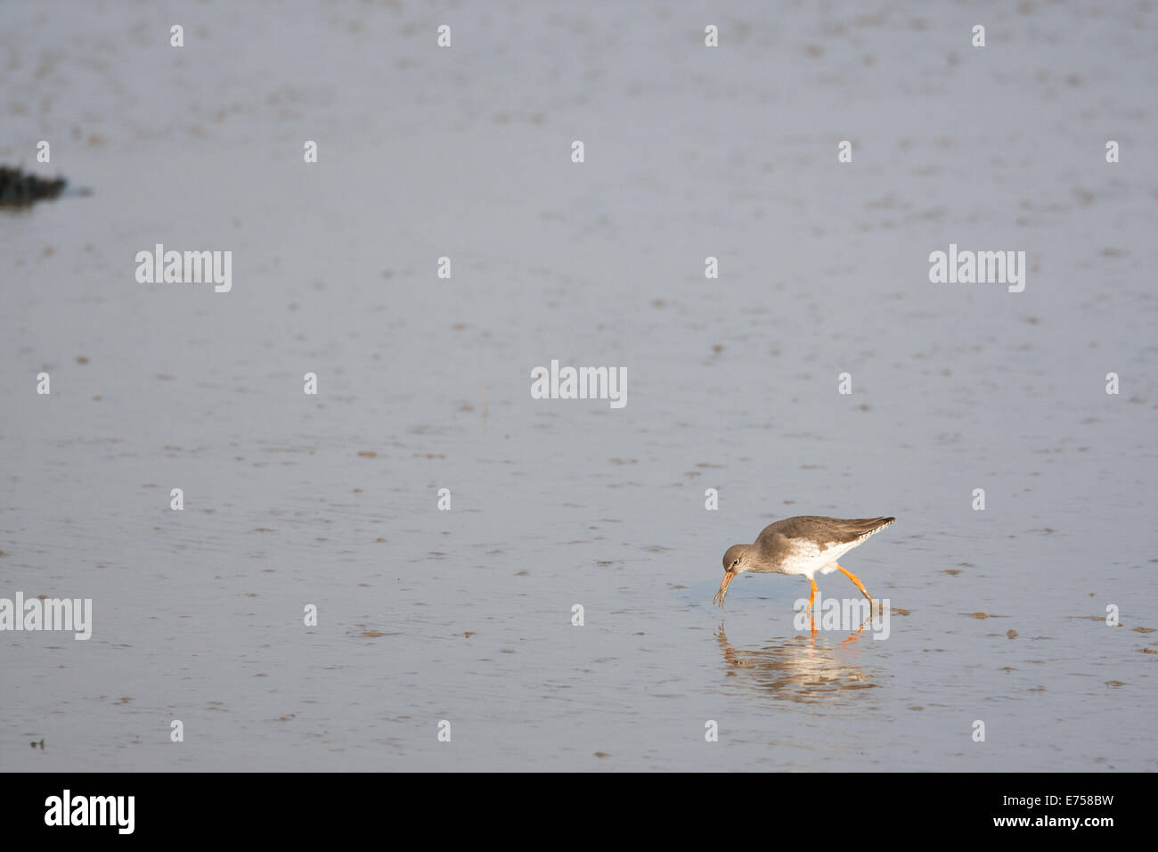 Redshank waders in Kent. UK Stock Photo - Alamy