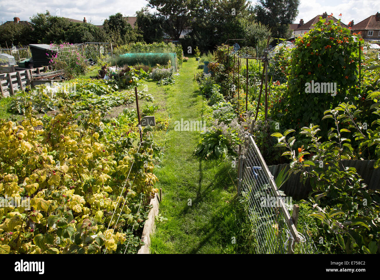 Allotment in South London Stock Photo - Alamy