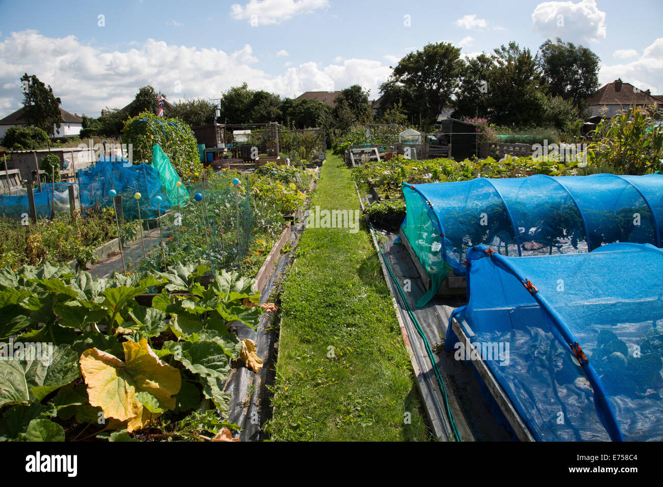 Allotment in South London Stock Photo - Alamy