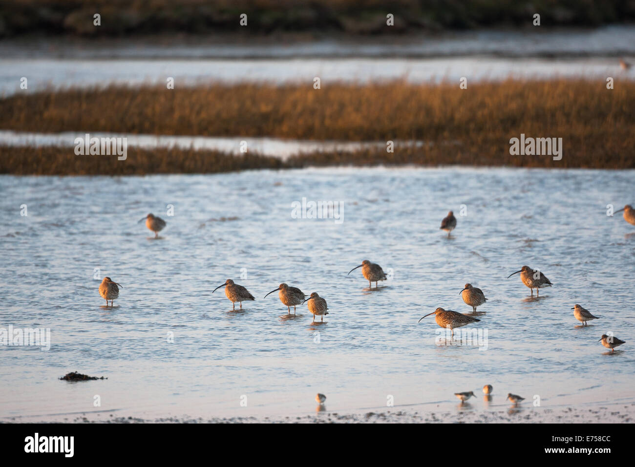 Coastal birds feeding on the beach Stock Photo - Alamy