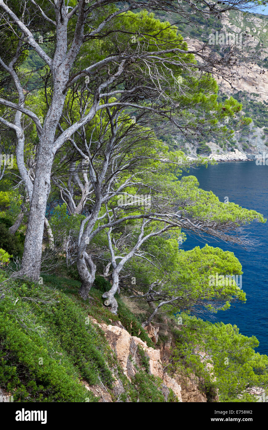 Mediterranean pine trees hi-res stock photography and images - Alamy