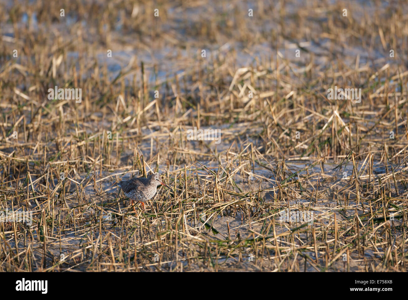 Estuary waders hi-res stock photography and images - Alamy