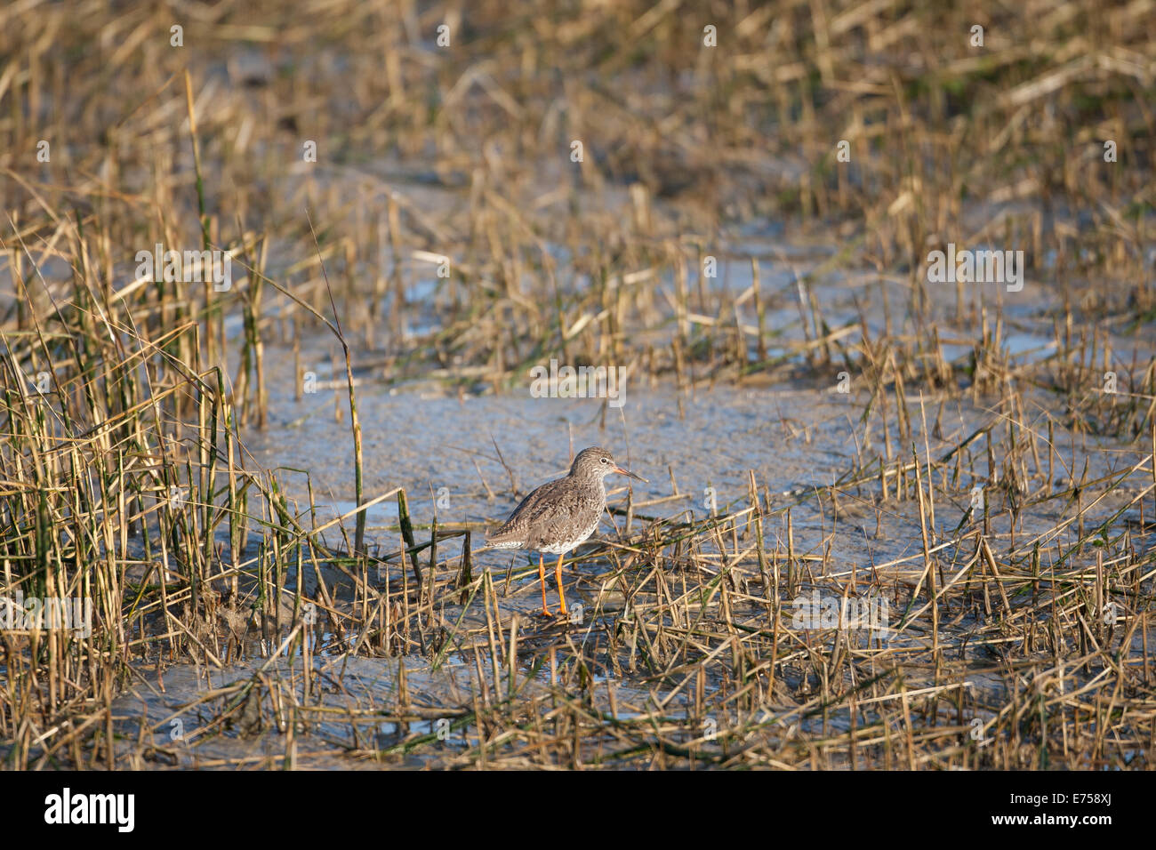 Estuary waders hi-res stock photography and images - Alamy